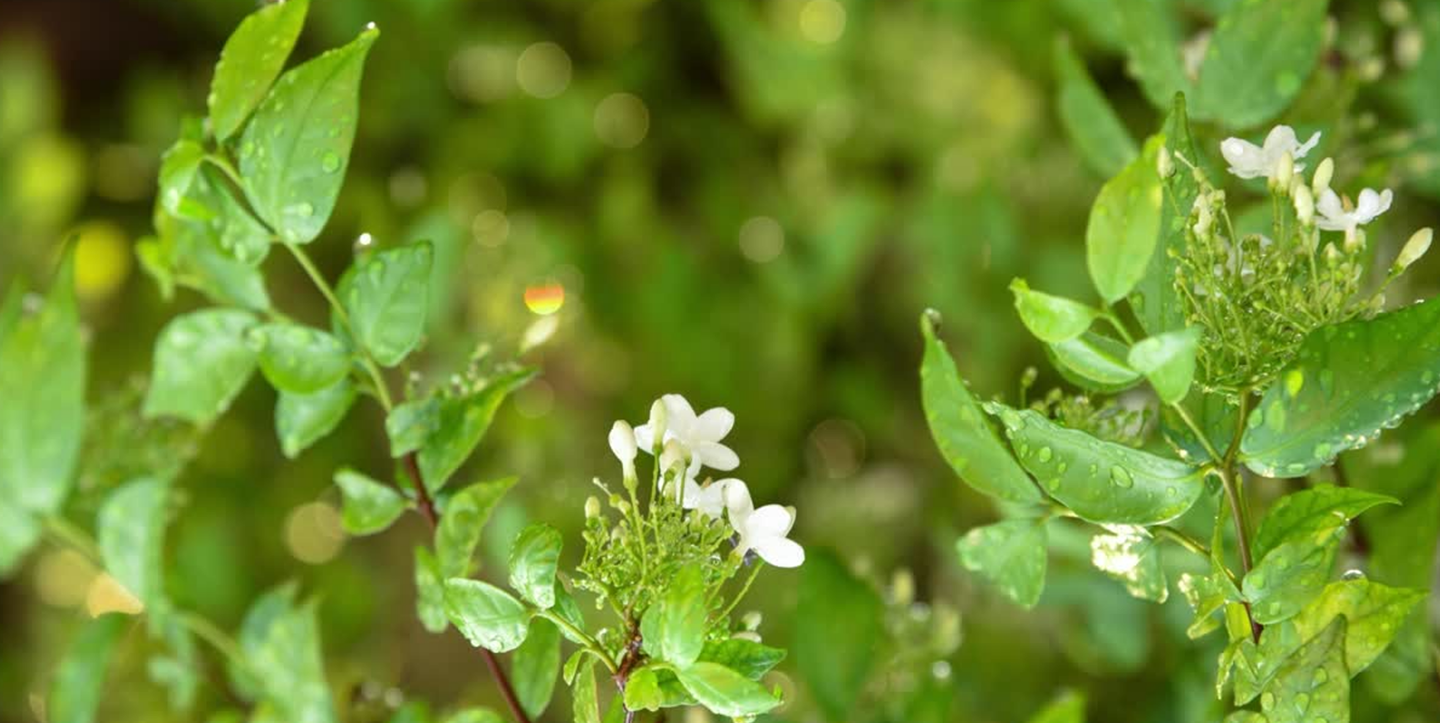 777 Oil – The Best Oil for Managing Psoriasis | Dr. JRK's 777 Oil – Dr ...