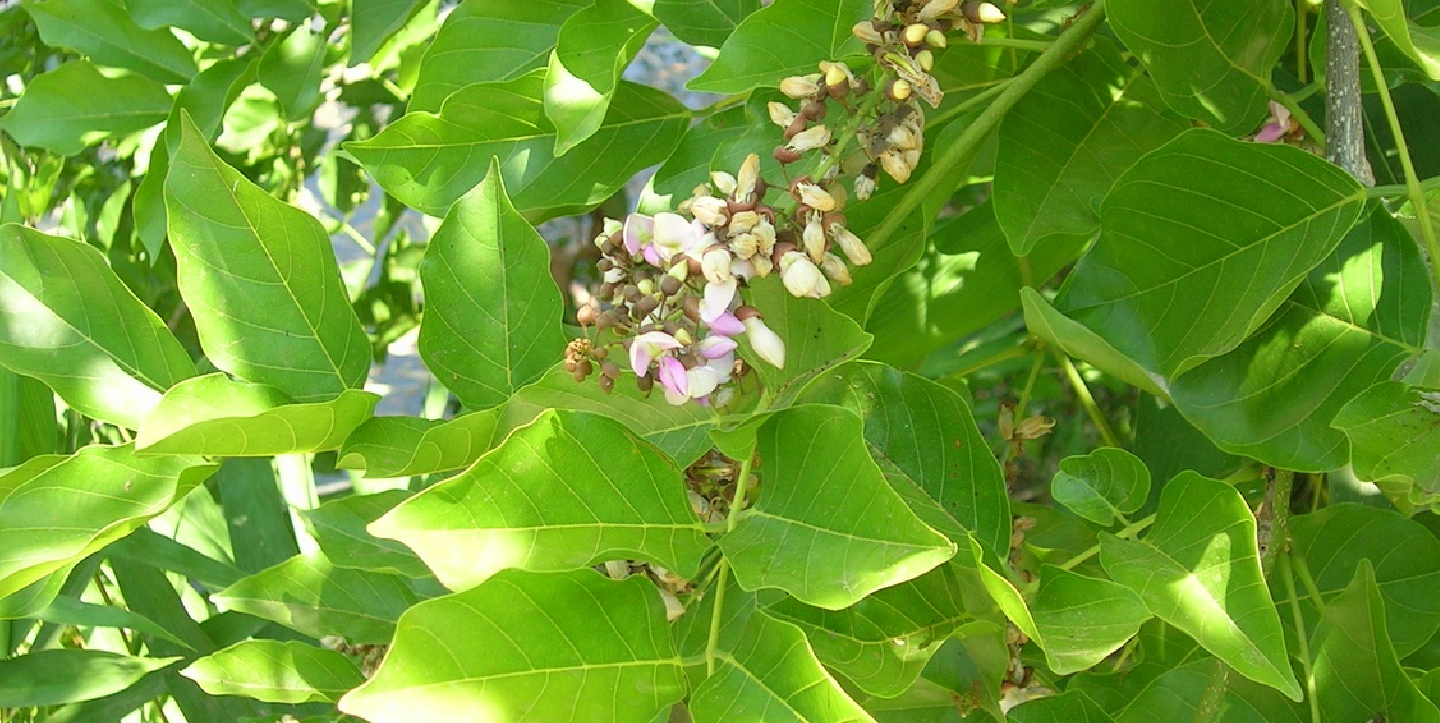 Lippu Ointment – Dr.JRK's Research and Pharmaceuticals