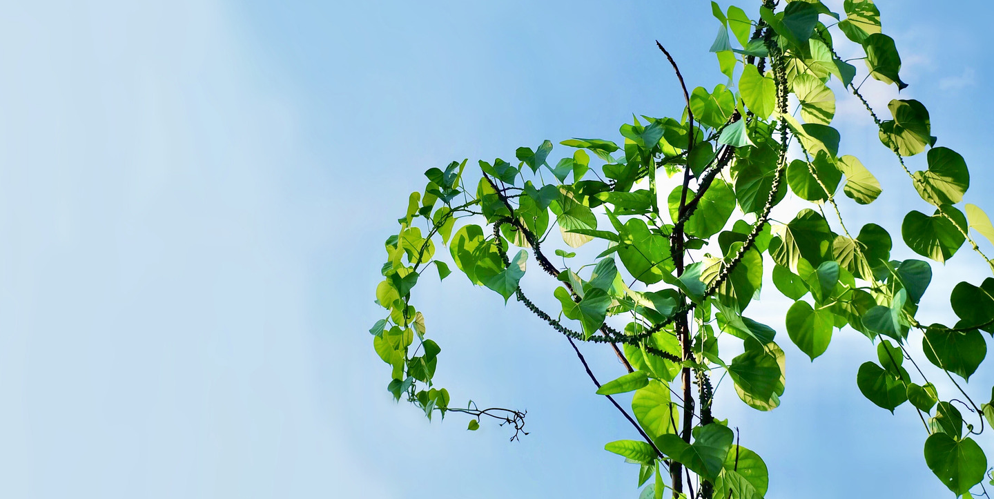 Dr. JRK's Guduchi Tablets – Dr.JRK's Research and Pharmaceuticals